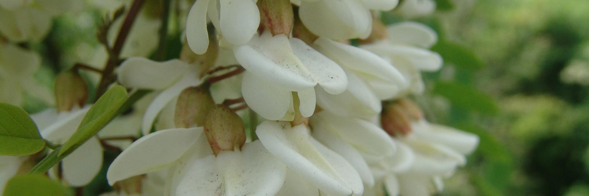 Yalancı Akasya (Robinia pseudo-acacia L.) | 7 Ağaç Ormanları