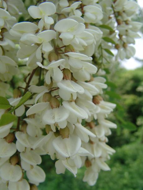 Akasya (Acacia) | 7 Ağaç Ormanları