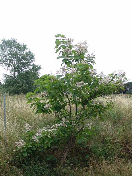 Katalpa (Catalpa bignonioides Walter) | 7 Ağaç Ormanları