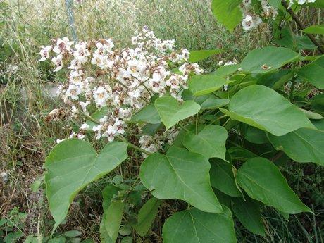 Katalpa (Catalpa bignonioides Walter) | 7 Ağaç Ormanları