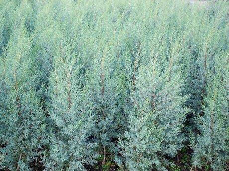 Mavi Servi (Cupressus arizonica Greene) | 7 Ağaç Ormanları